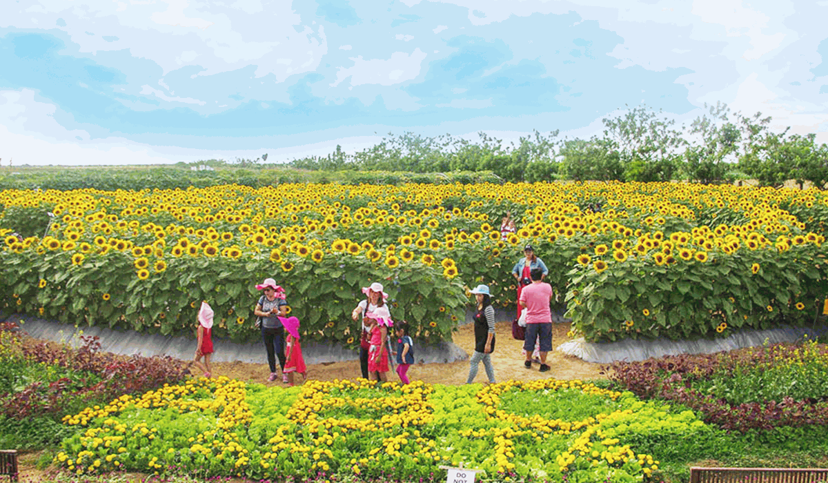 Sunflower Farm Pililla Rizal | Best Flower Site