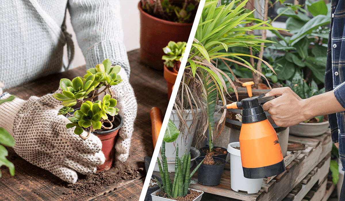 DIY Pest Control Tips for Lumina Homeowners | Home Gardening