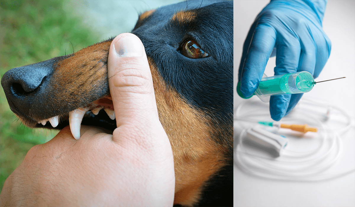 March is Rabies Awareness Month | Lumina Homes