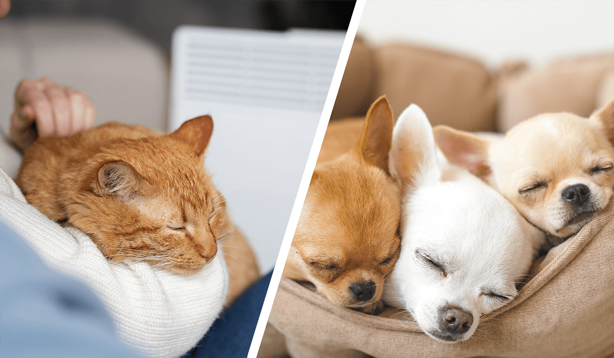Tips to Ensure Your Home is Pet-friendly | Lumina Homes