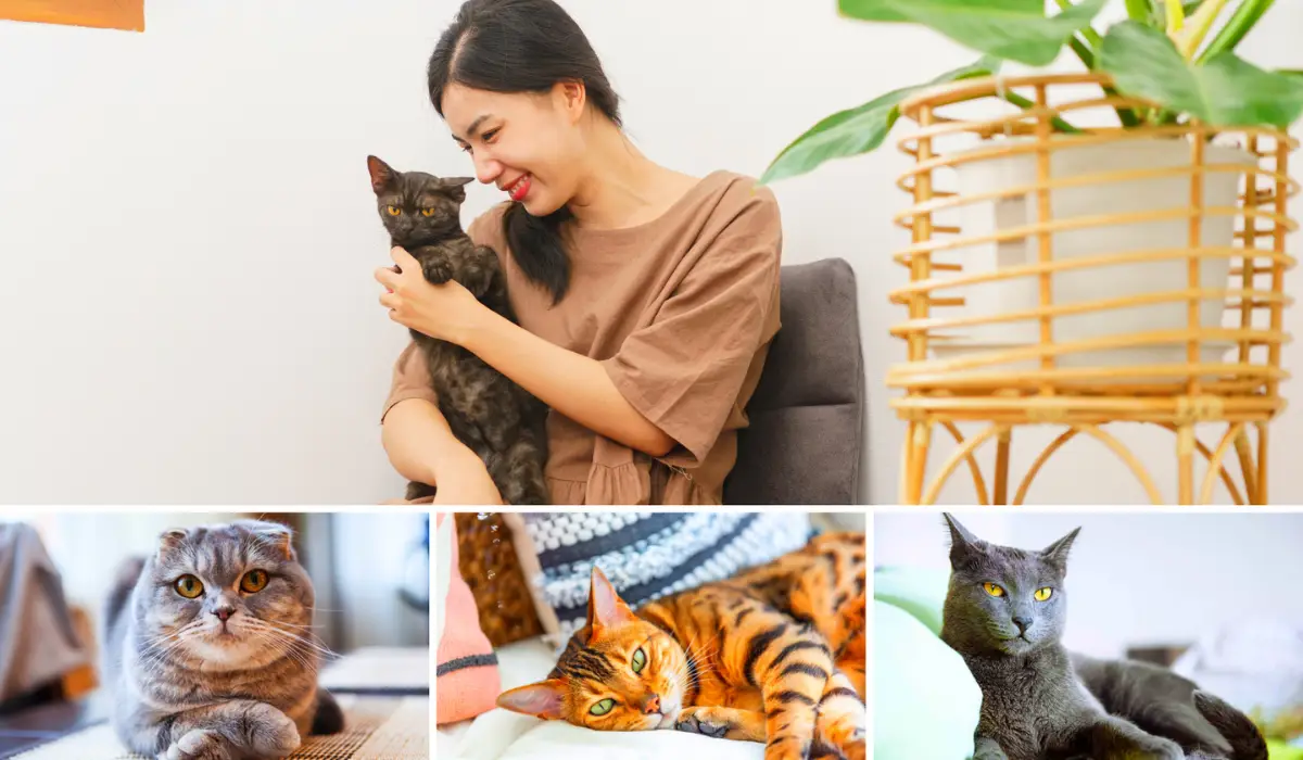 Best Cat Breeds for Small Spaces | Lumina Homes